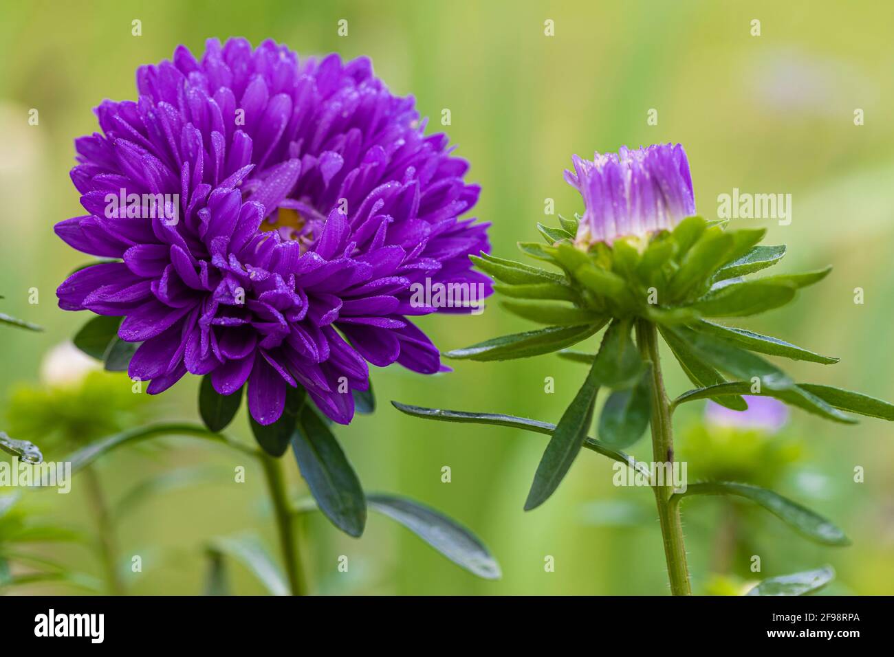 Aster flower photography hi-res stock photography and images - Alamy