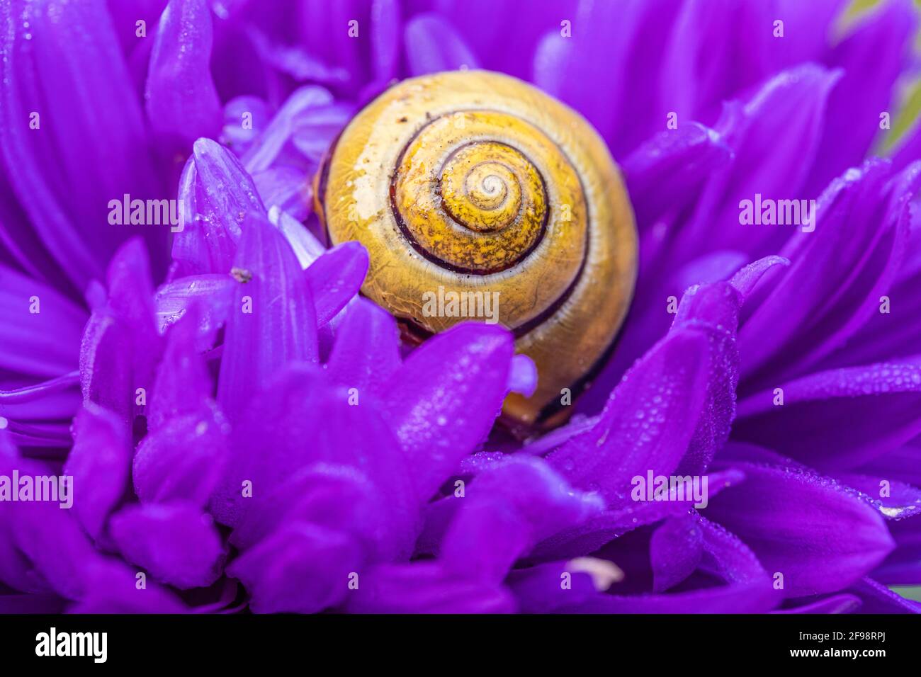 Roman snail shells hi-res stock photography and images - Alamy