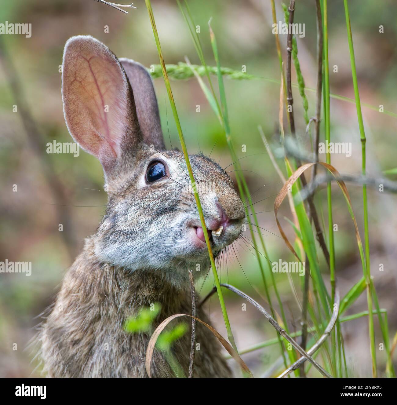 Eastern cottontail rabbit close up hi-res stock photography and images ...