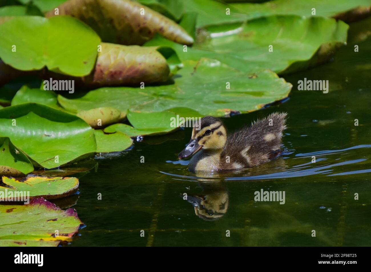 Closeup of a cute little duck with a reflection swimming in water Stock ...