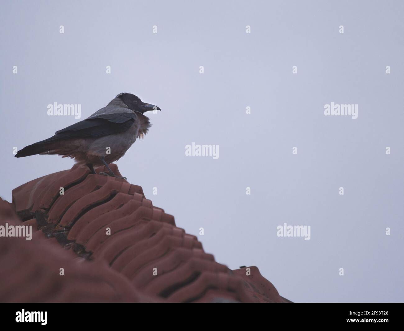 Crow on roof building hi-res stock photography and images - Alamy