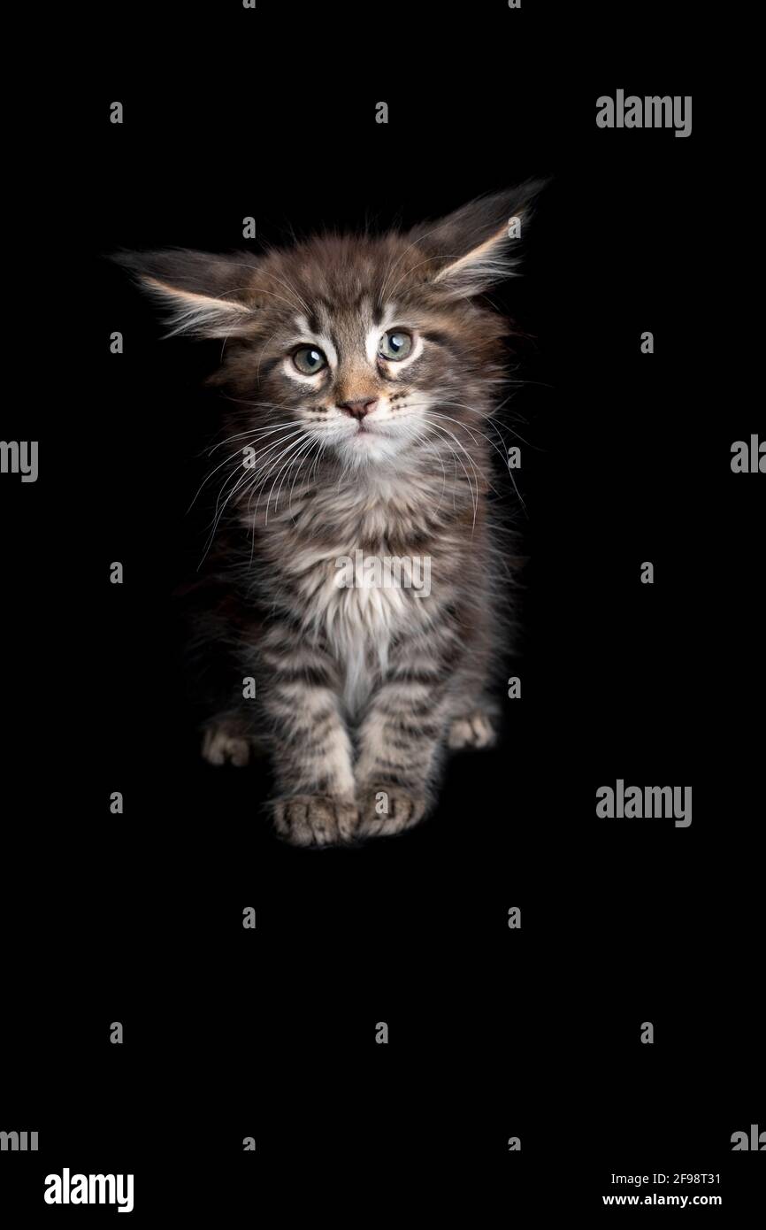 adorable small maine coon kitten portrait with big ears folded back ...