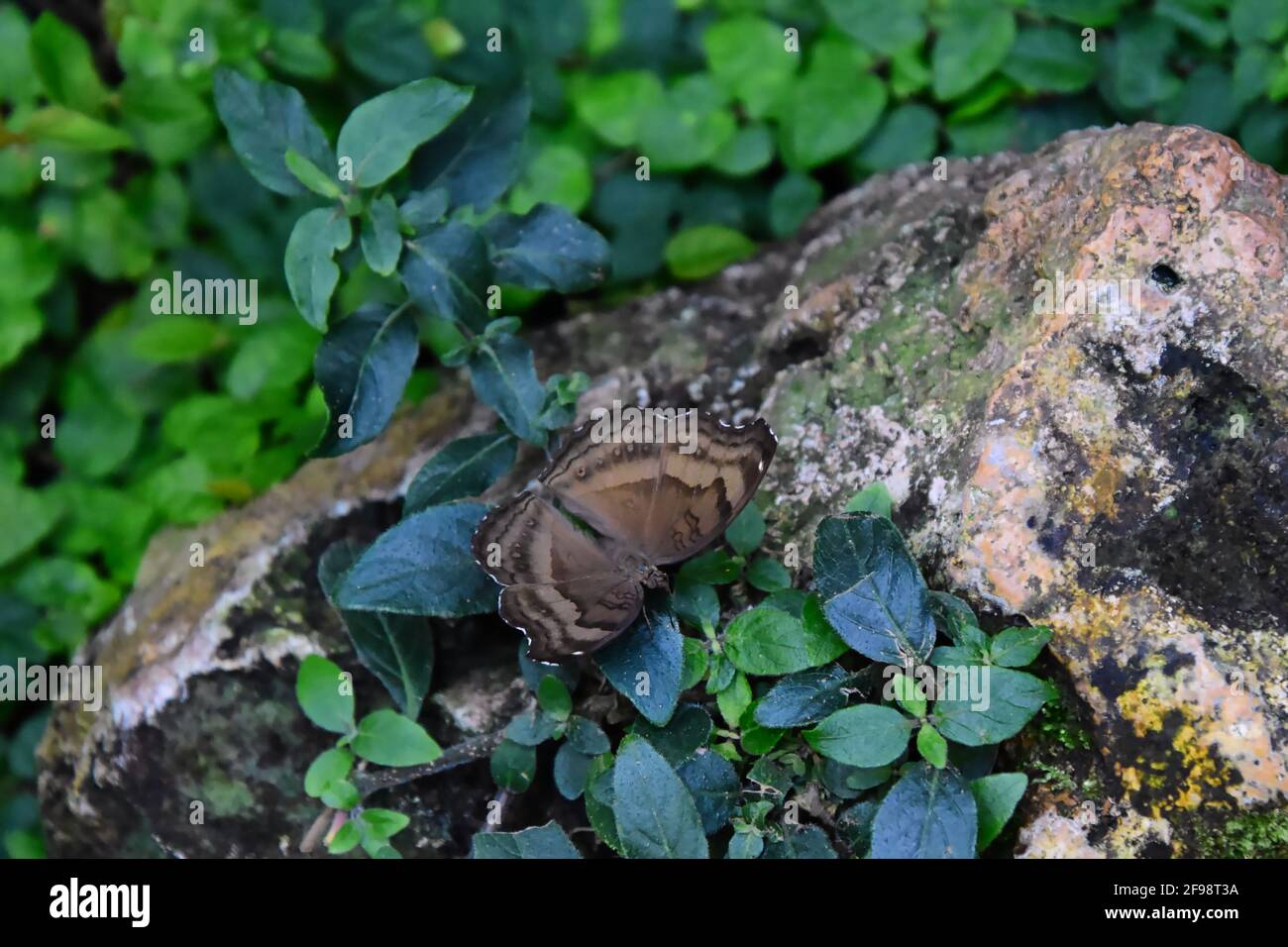 Top view of a gray moth on green leaves Stock Photo - Alamy