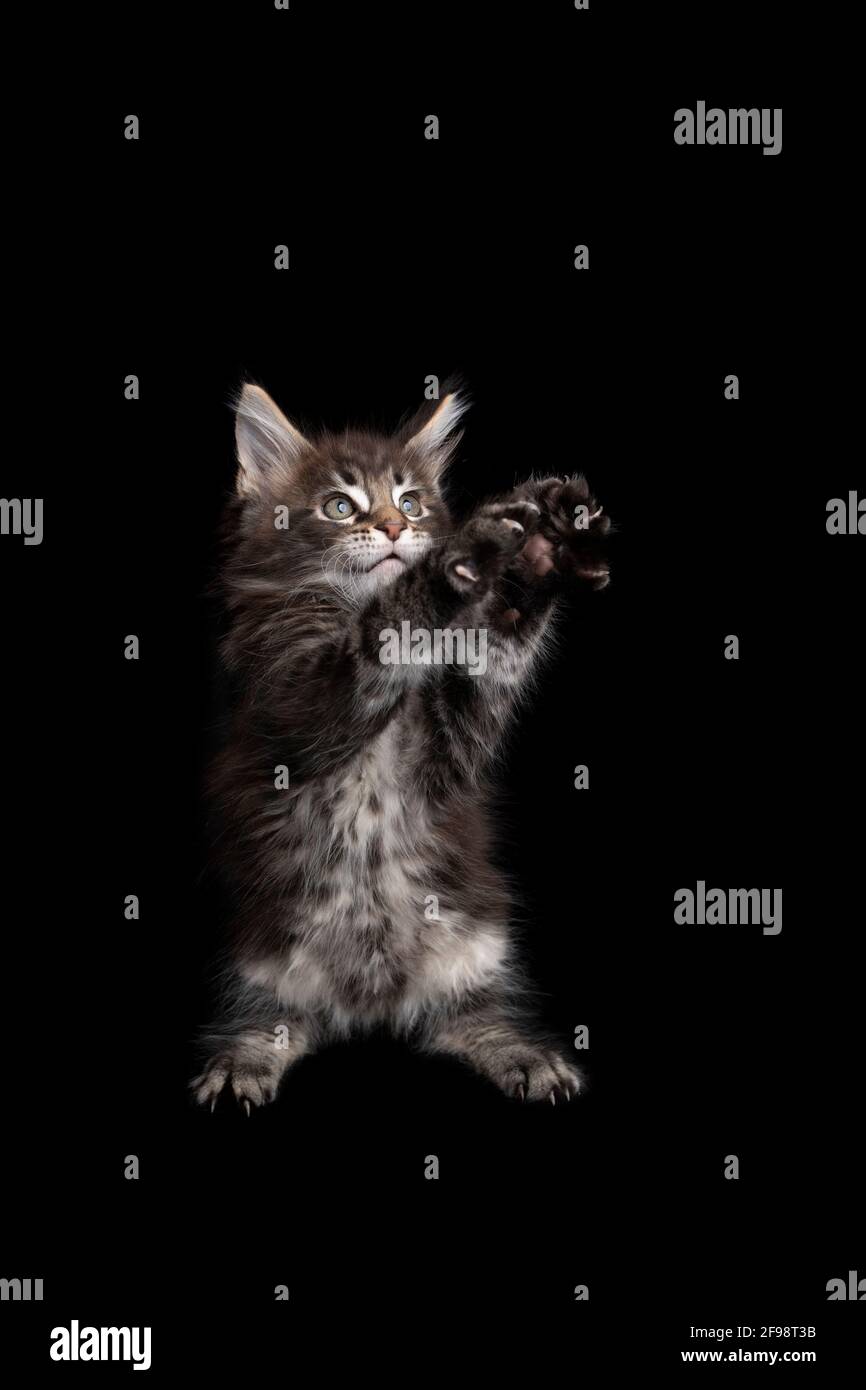 small tabby maine coon kitten playing standing on hind legs stretching ...