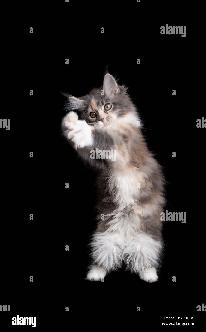 calico maine coon kitten rearing up standing on hind legs reaching for ...