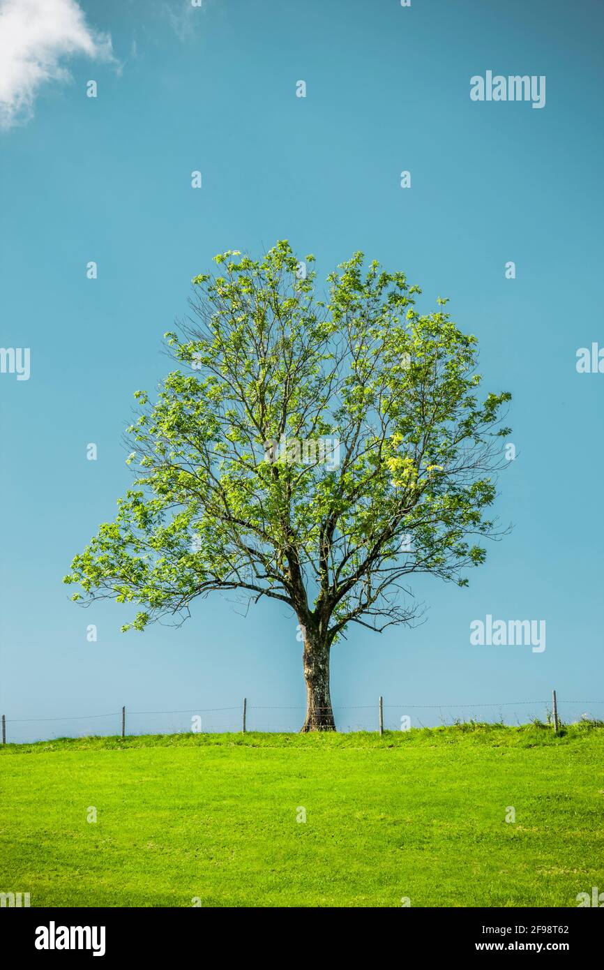 Lone tree in field on hi-res stock photography and images - Alamy