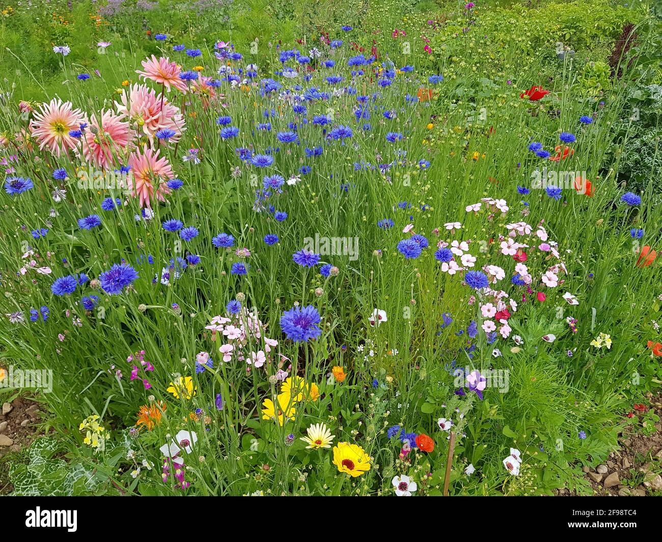 Colorful flower meadow Stock Photo - Alamy