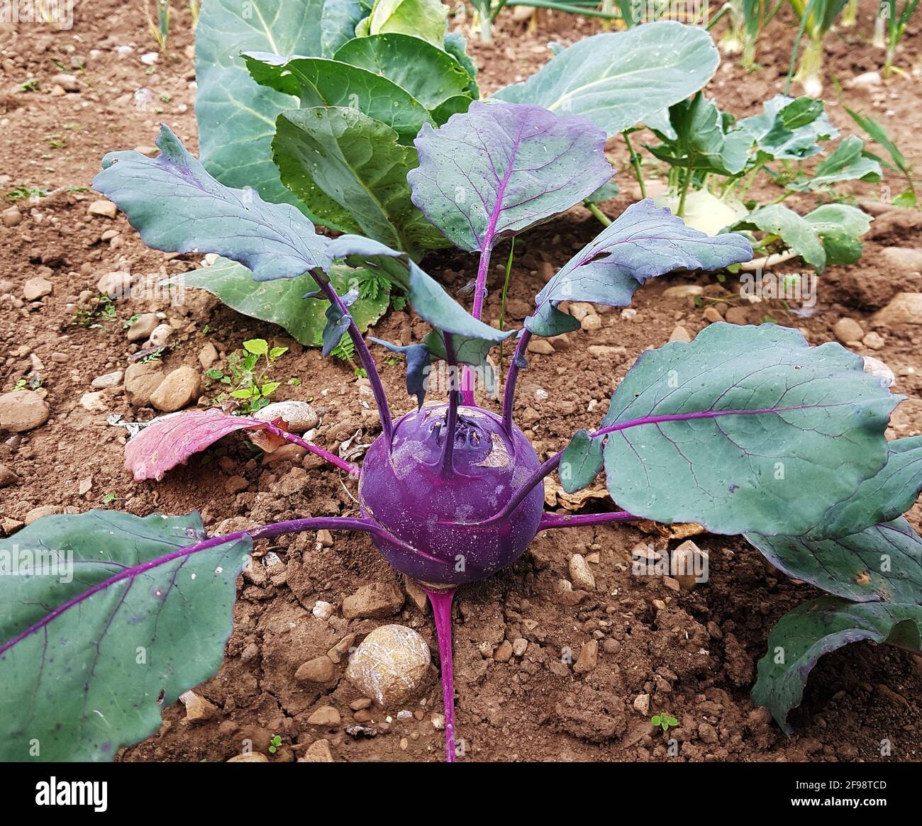 Kohl rabi plants hi-res stock photography and images - Alamy