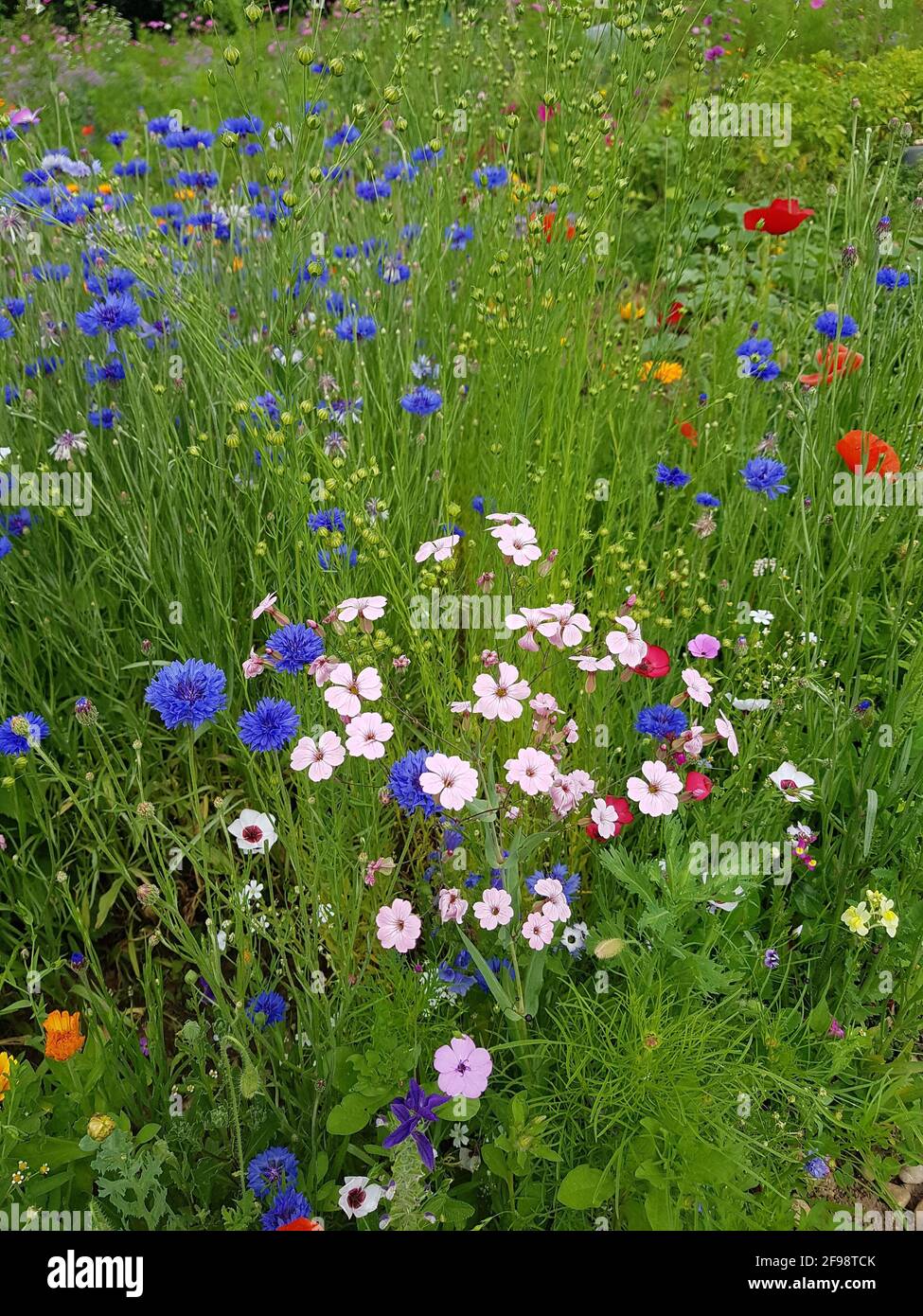 Colorful flower meadow Stock Photo - Alamy