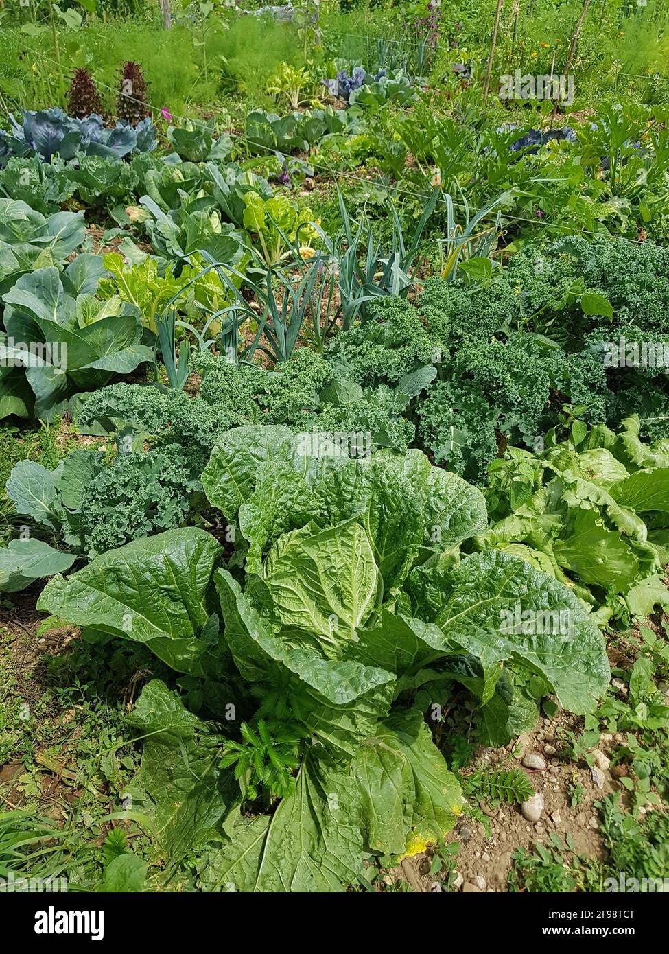 Vegetable garden with cabbage Stock Photo - Alamy