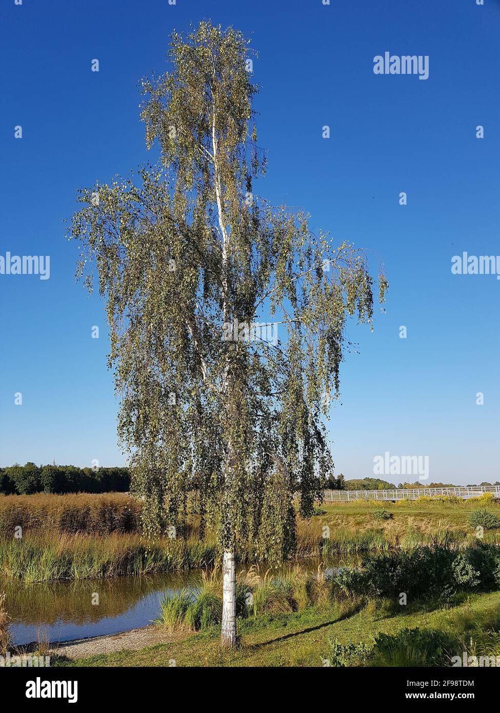 Birch at the overflow basin of the Riemer See Stock Photo - Alamy