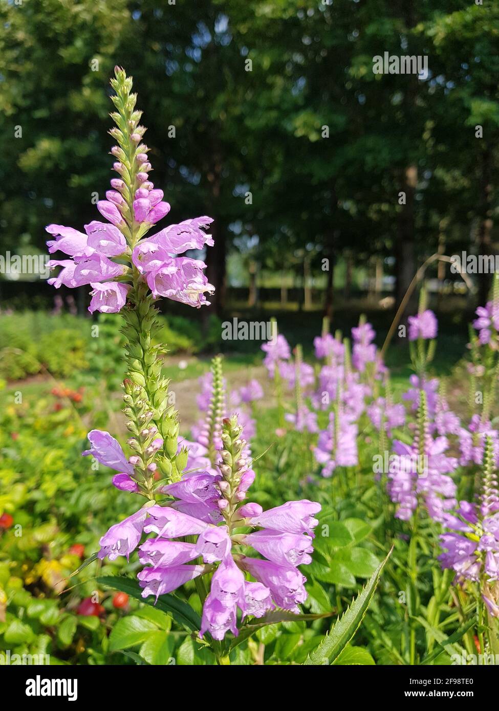 Joint flower hi-res stock photography and images - Alamy