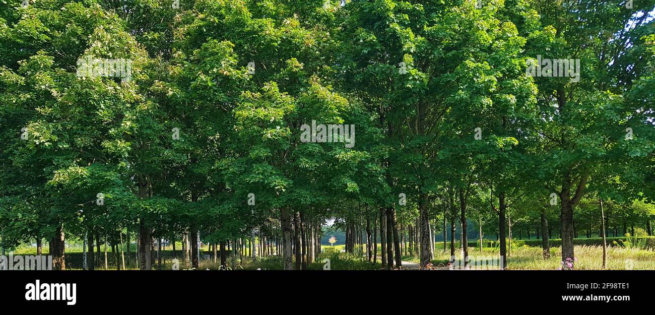 Maple in the park hi-res stock photography and images - Alamy