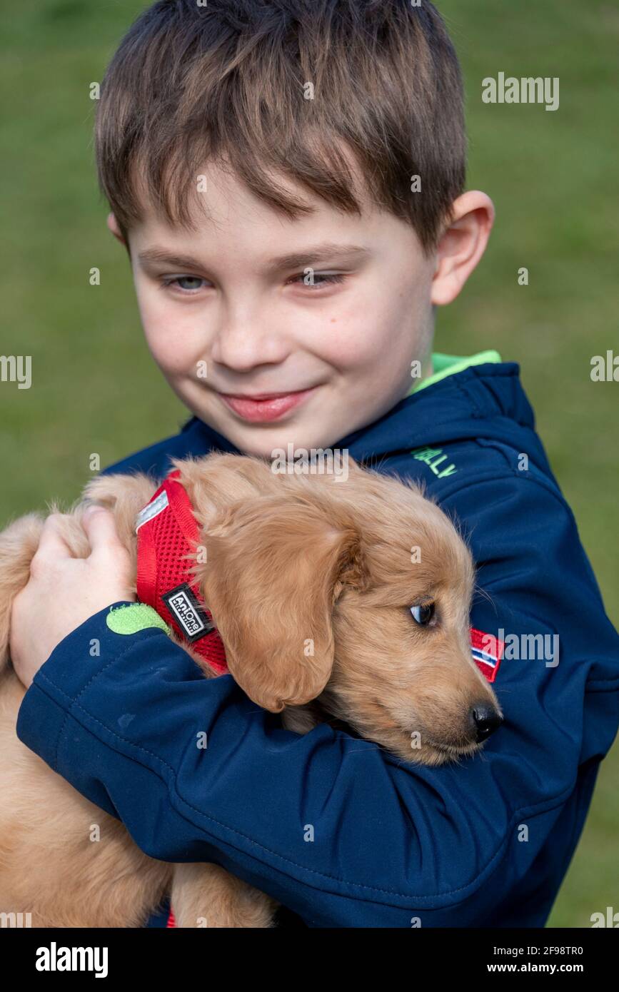 A boy is holding a puppy mini goldendoodle dog hi-res stock photography ...