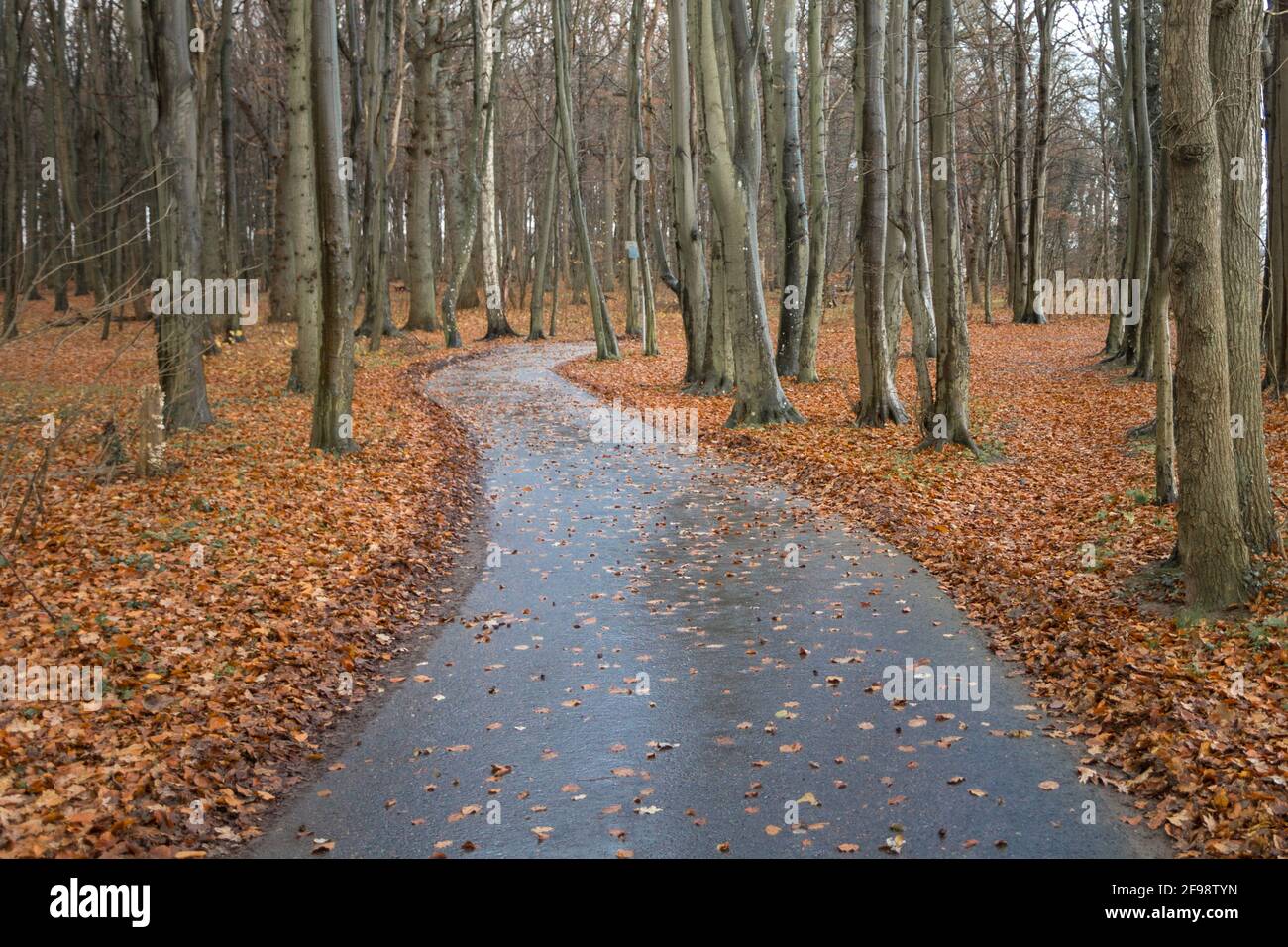 autumn path in the coastal protection forest to the beach Stock Photo ...