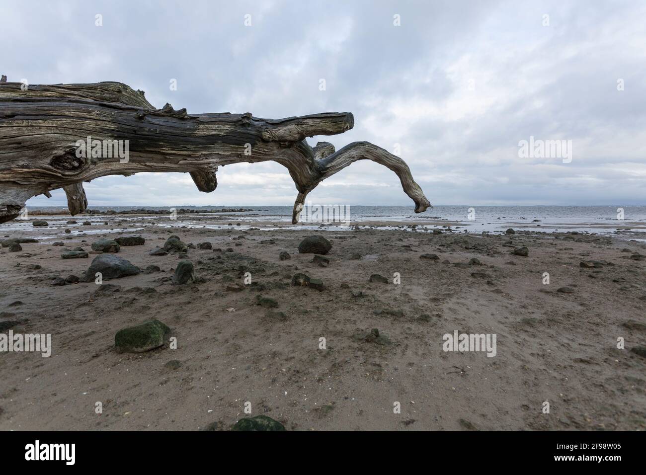 dead tree on the beach Stock Photo - Alamy