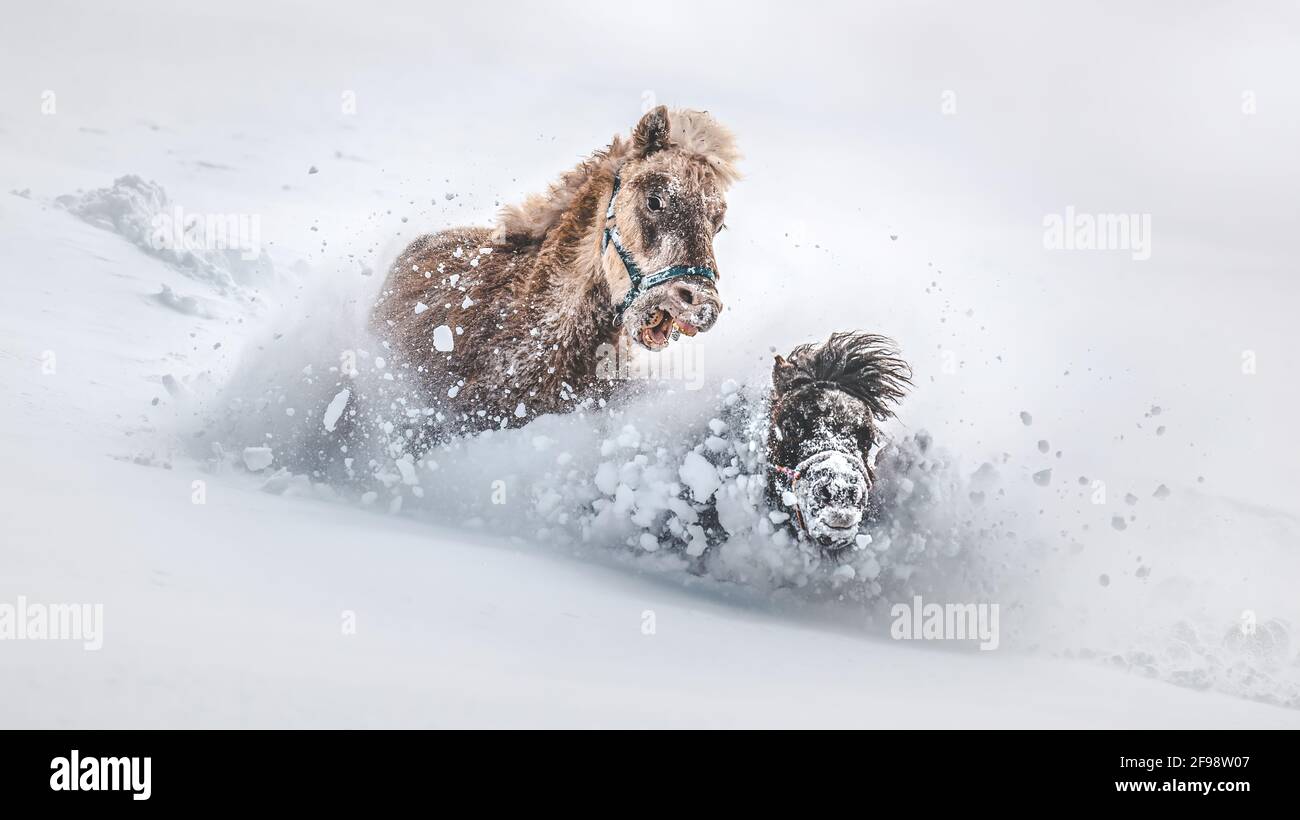 Playing ponies in the snow Stock Photo - Alamy