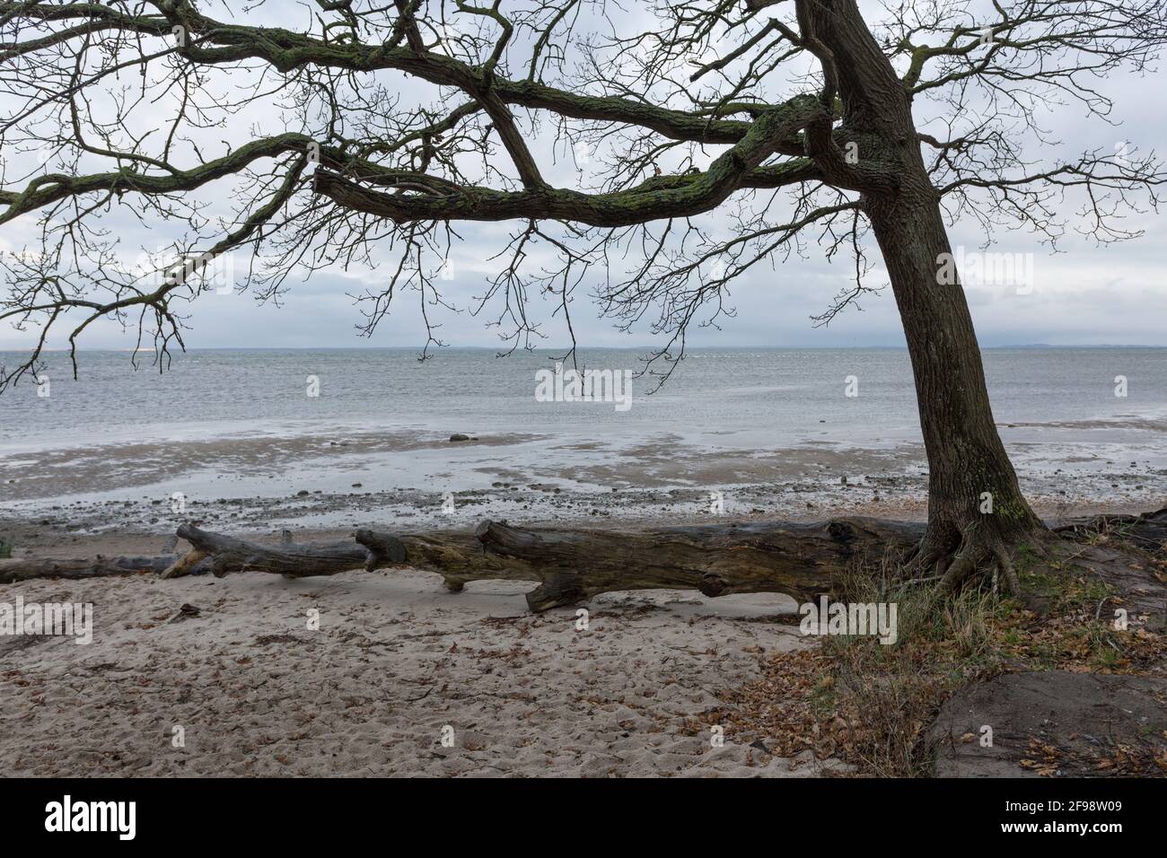dead tree on the beach Stock Photo - Alamy