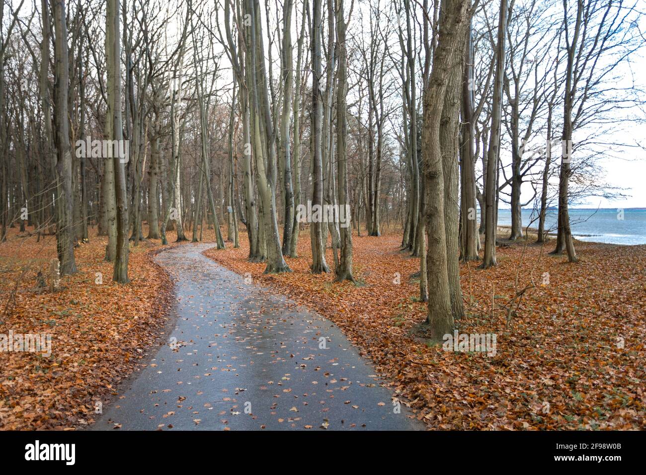 autumn path in the coastal protection forest to the beach Stock Photo ...