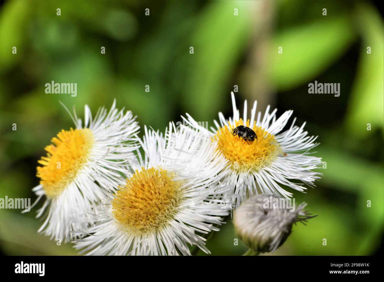 Tiny insect on daisy fleabane Stock Photo - Alamy