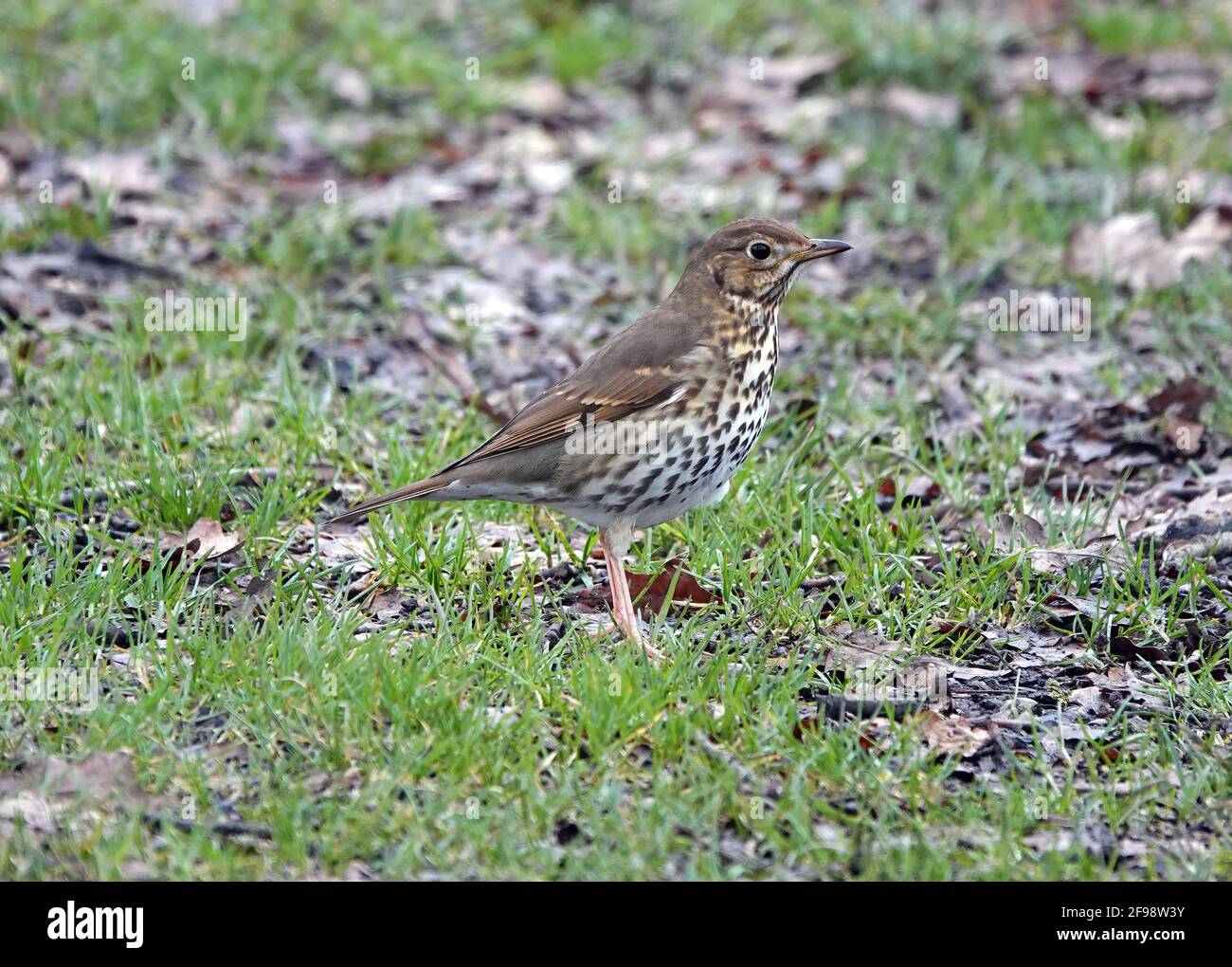 Closeup shot of a true thrush bird perched on a meadow Stock Photo - Alamy