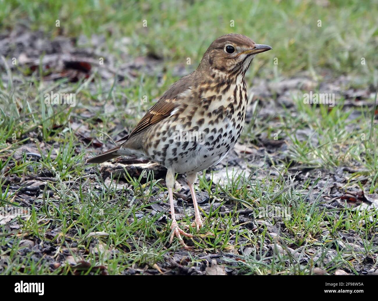 True Thrush High Resolution Stock Photography and Images - Alamy