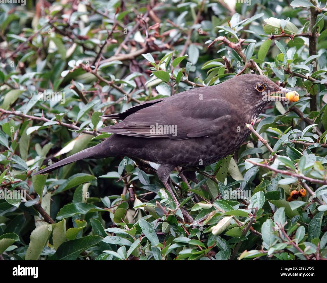 Closeup shot of a common blackbird eating on a bush Stock Photo - Alamy