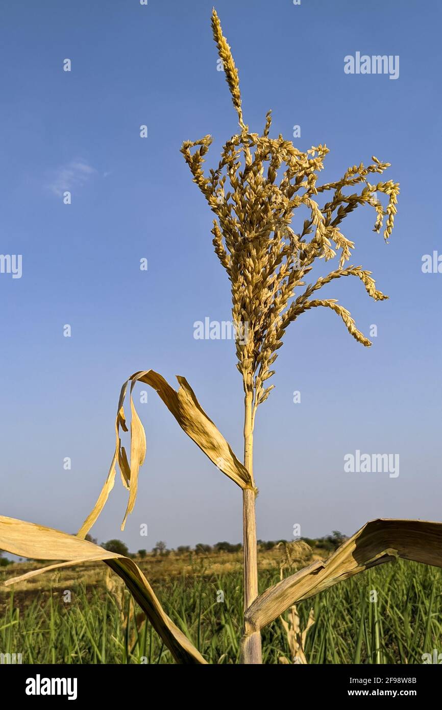 Vertical closeup of a yellow maize in the green grass with a clear sky ...