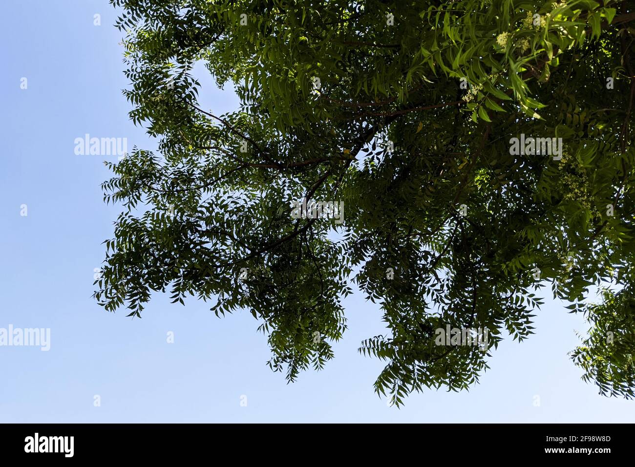 Tree with dark leaves during a clear sky in a temperate broadleaf biome ...