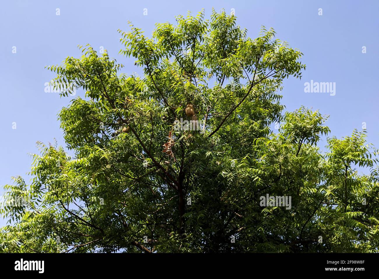 Tree under sunlight during a clear sky in a temperate broadleaf biome ...