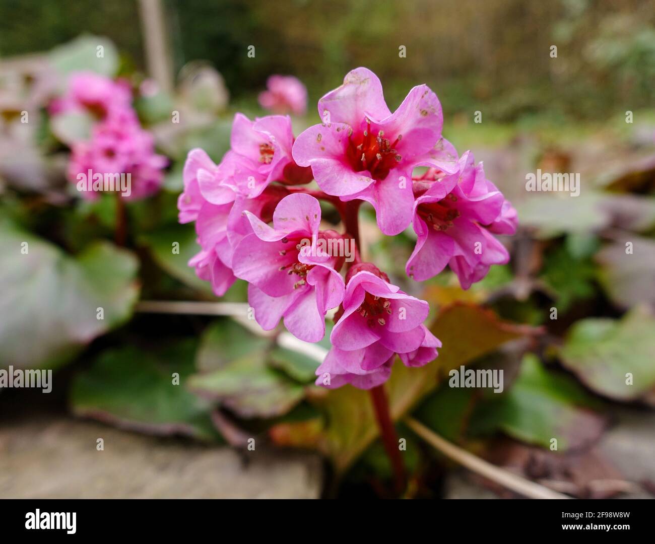 Selective focus shot of wild pink flowers captured in a park Stock ...