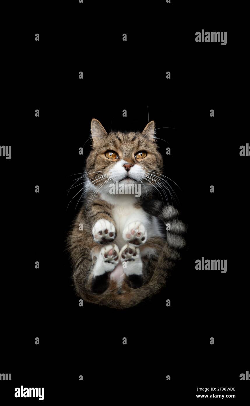 bottom view of tabby white british shorthair cat sitting on invisible ...