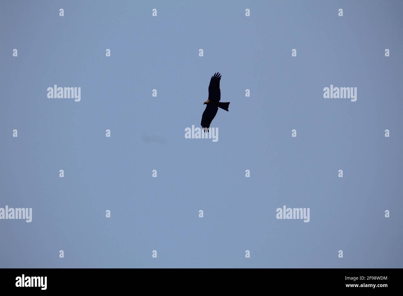 Beautiful flight of an eagle on a clear blue sky background Stock Photo ...