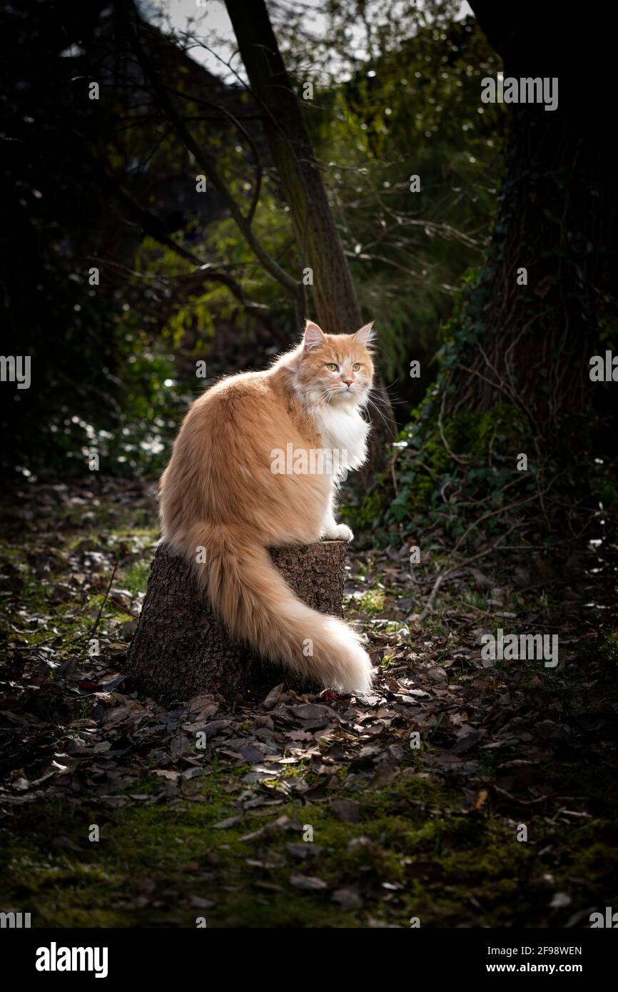beautiful maine coon cat sitting on tree stump outdoors in forest ...