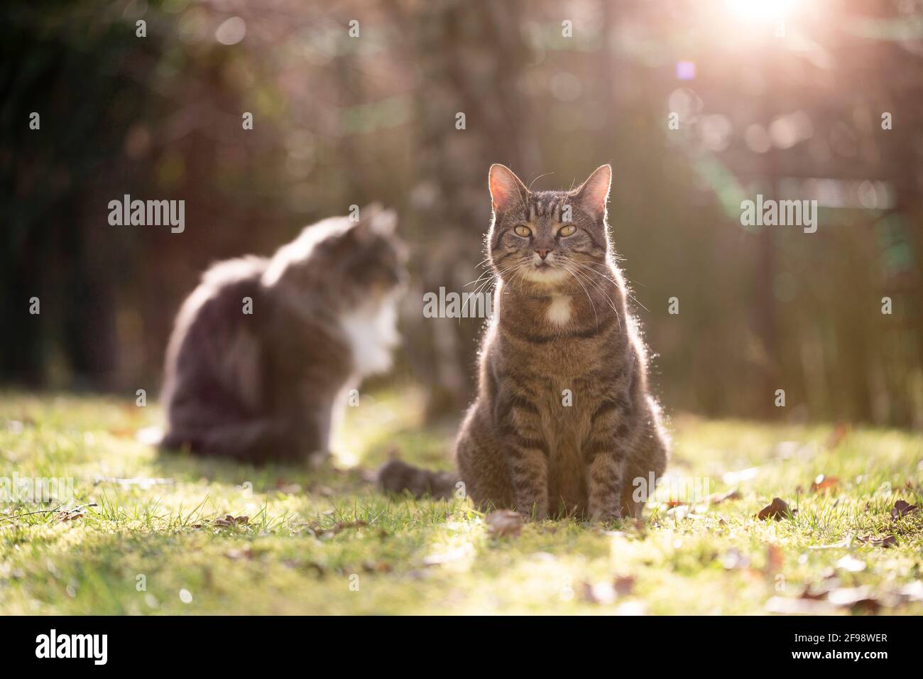 two different breed cats sitting on grass outdoors in sunlight Stock ...