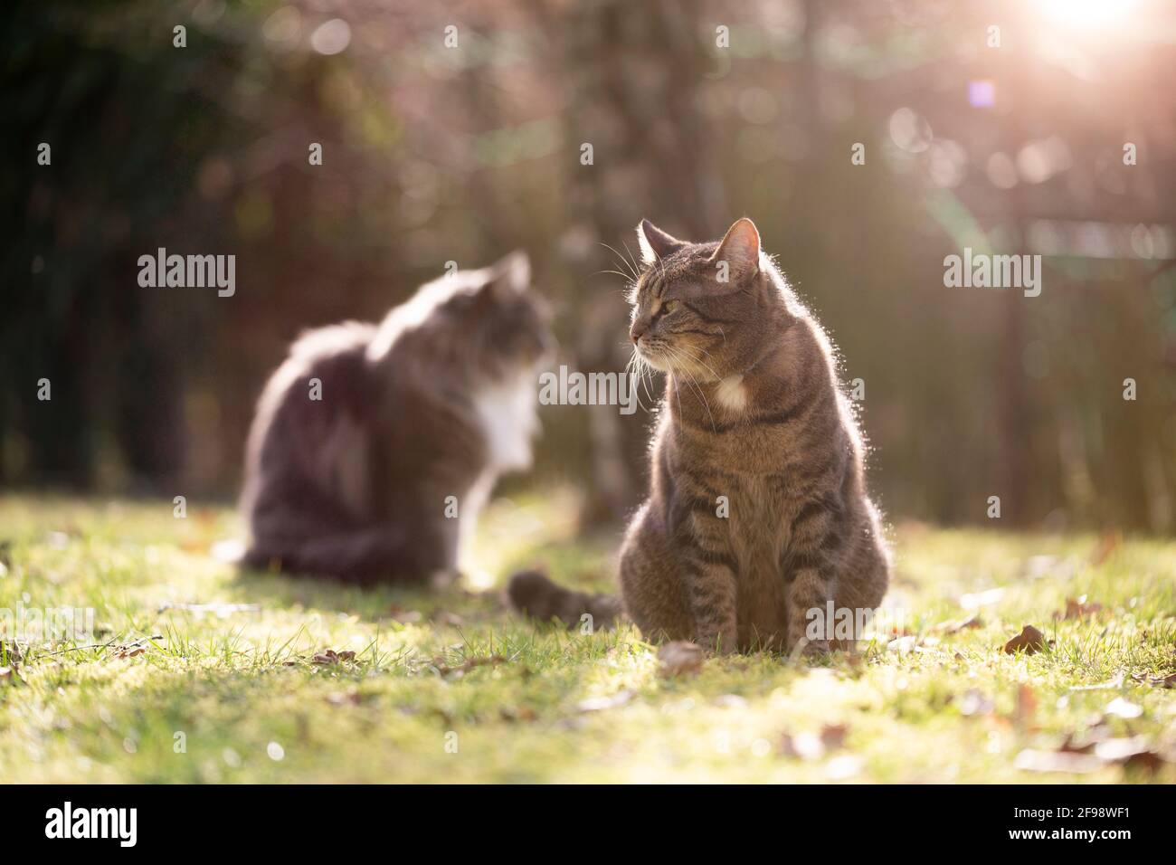 two cats outdoors in the garden side by side looking in opposite ...