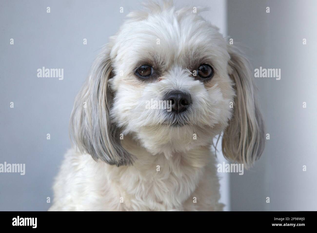 Dog breed "Bolonka Stock Photo - Alamy