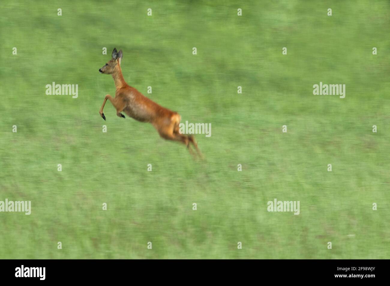 Deer jumping through a meadow Stock Photo - Alamy