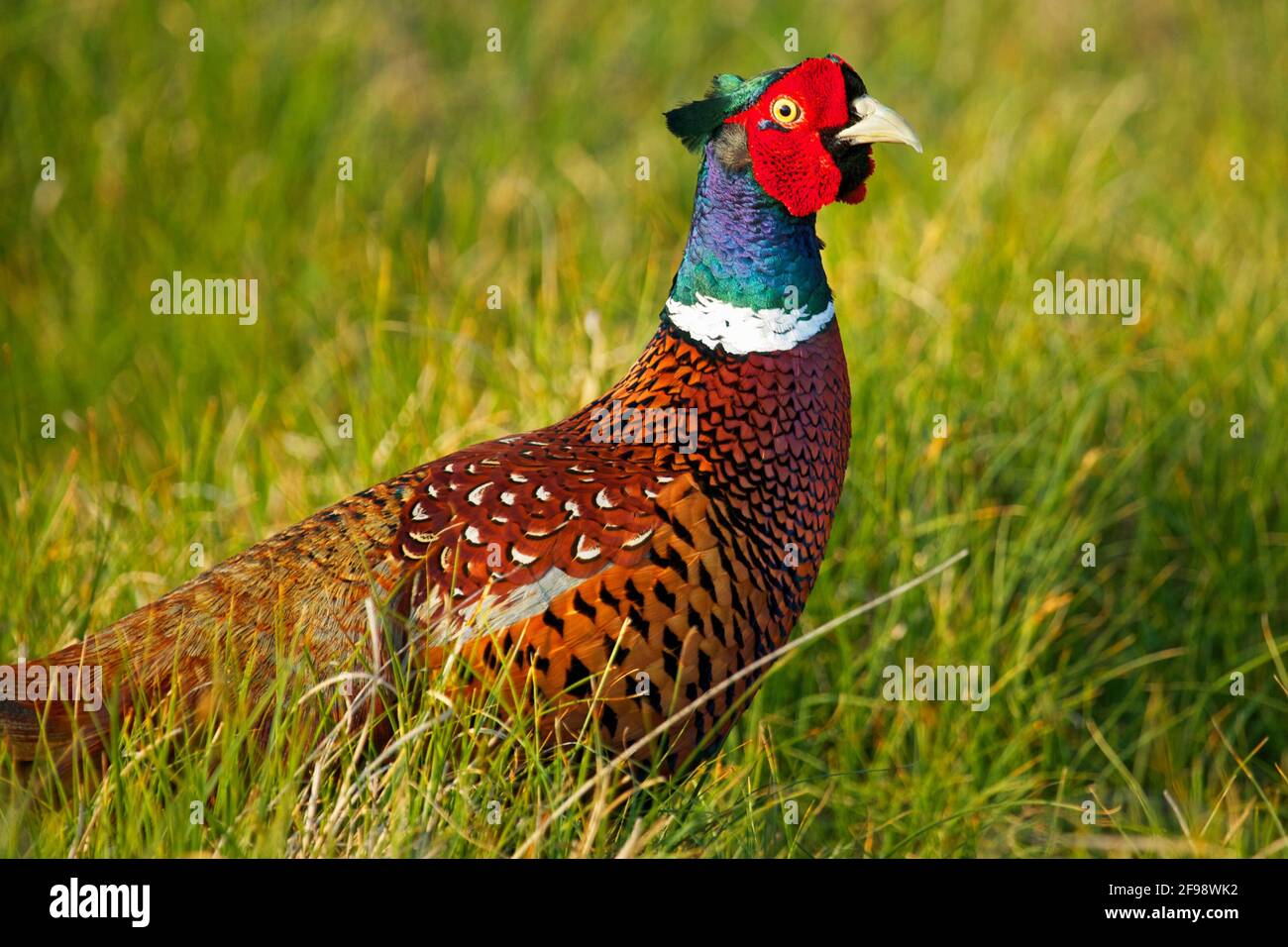 Pheasant in environment hi-res stock photography and images - Alamy