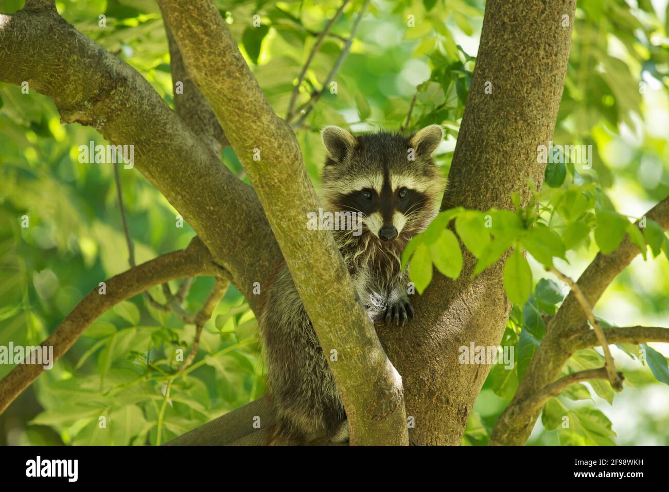 Raccoon in tree hi-res stock photography and images - Alamy