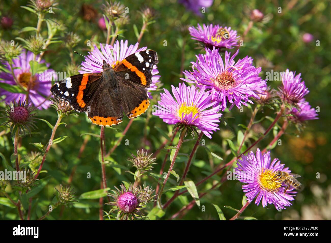 An admiral butterfly on the flowers of an aster Stock Photo - Alamy