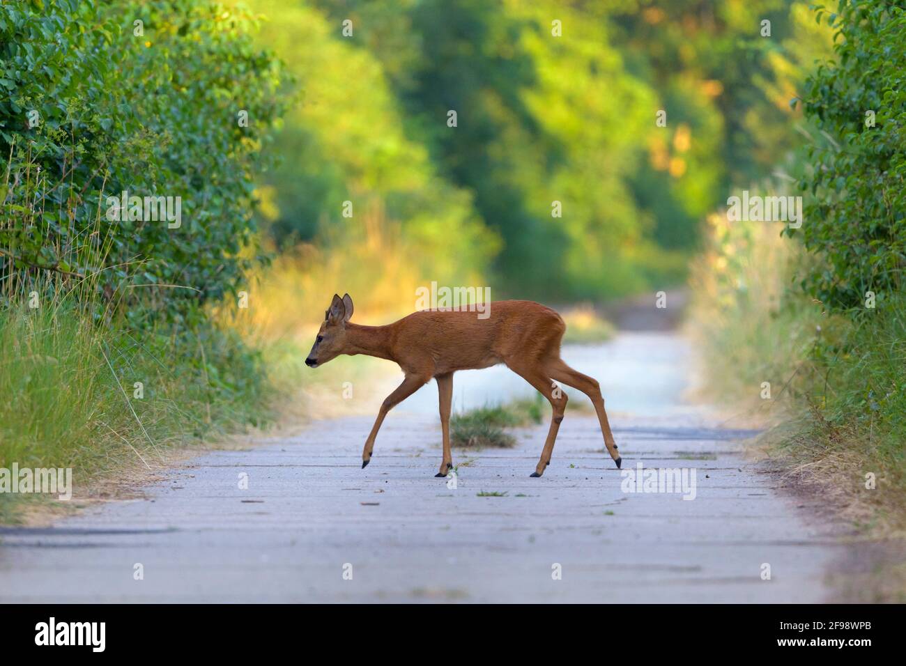 Roe deer buck yearling hi-res stock photography and images - Alamy