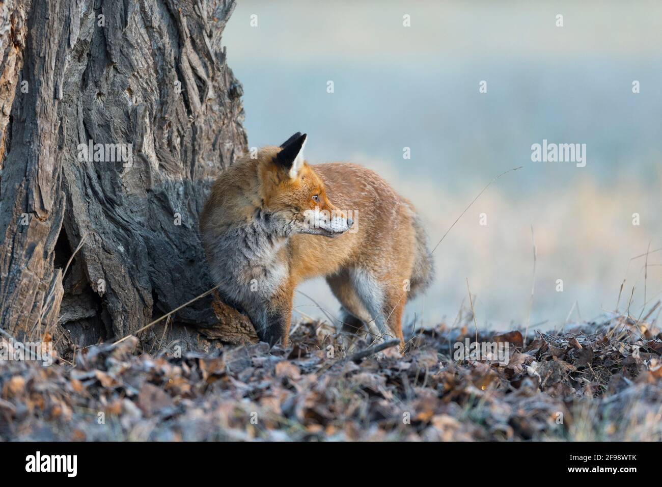 Fuchs germany hi-res stock photography and images - Alamy