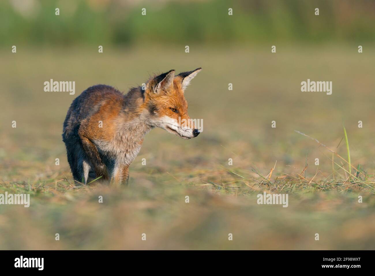 Red fox vulpes vulpes hunting for mice on freshly mown hi-res stock ...