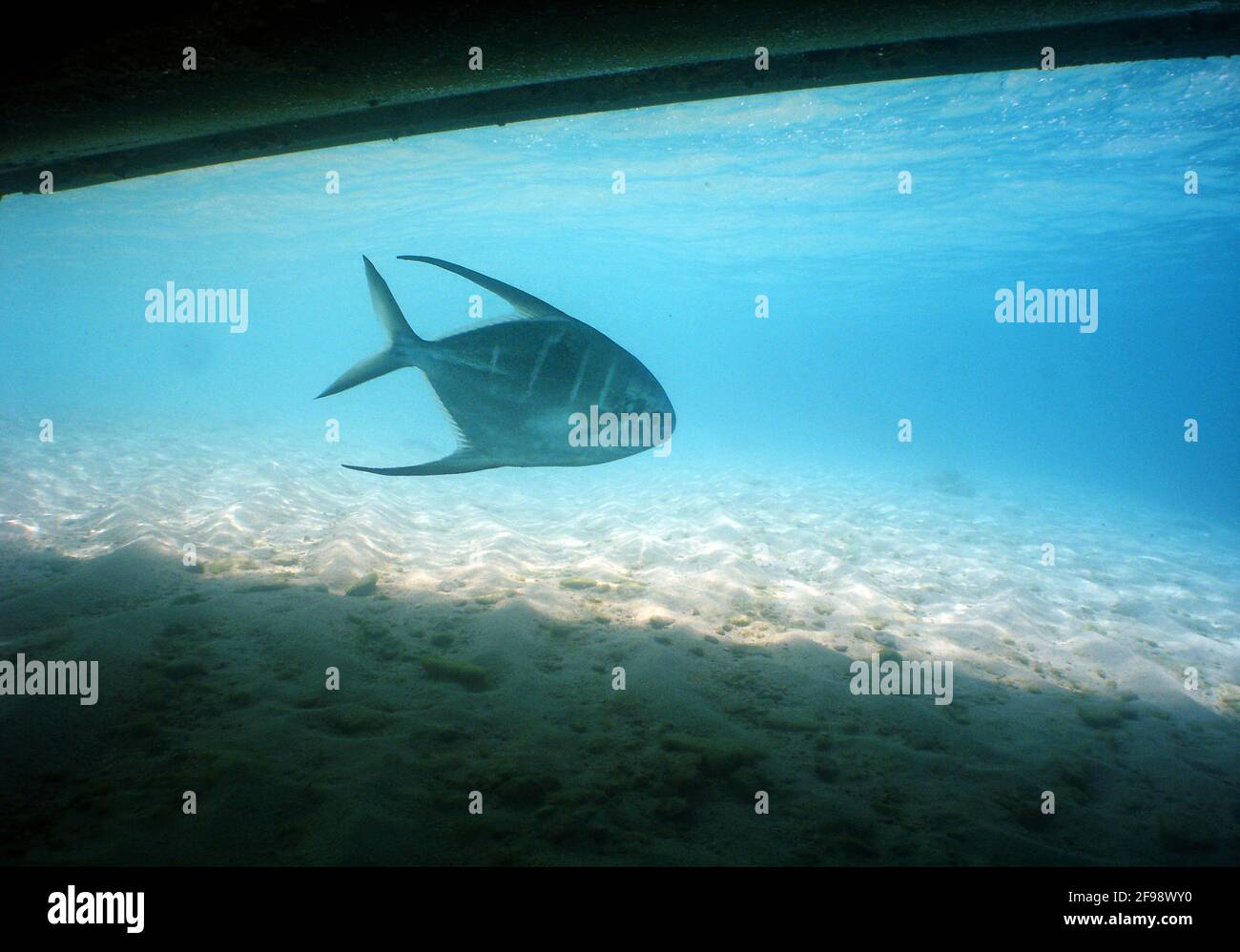 Underwater view of a lone palometa fish swimming under a deep blue sea Stock Photo - Alamy