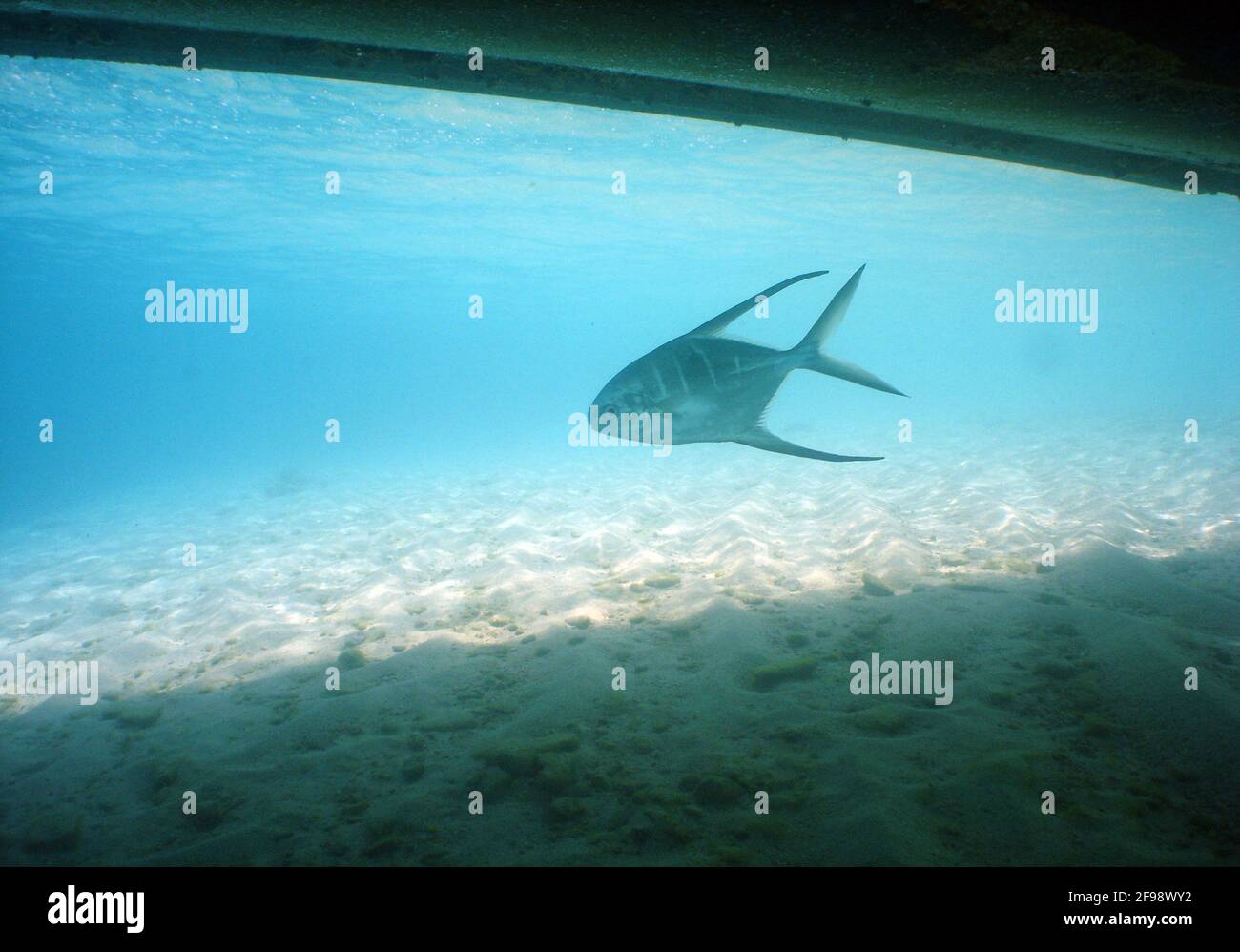 Underwater view of a lone palometa fish swimming under a deep blue sea Stock Photo - Alamy
