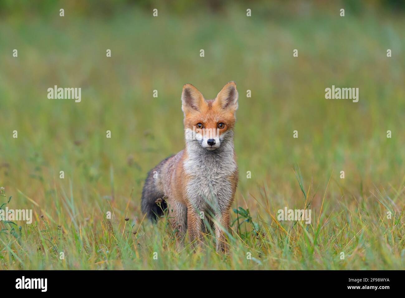 Fox in the meadow hi-res stock photography and images - Alamy