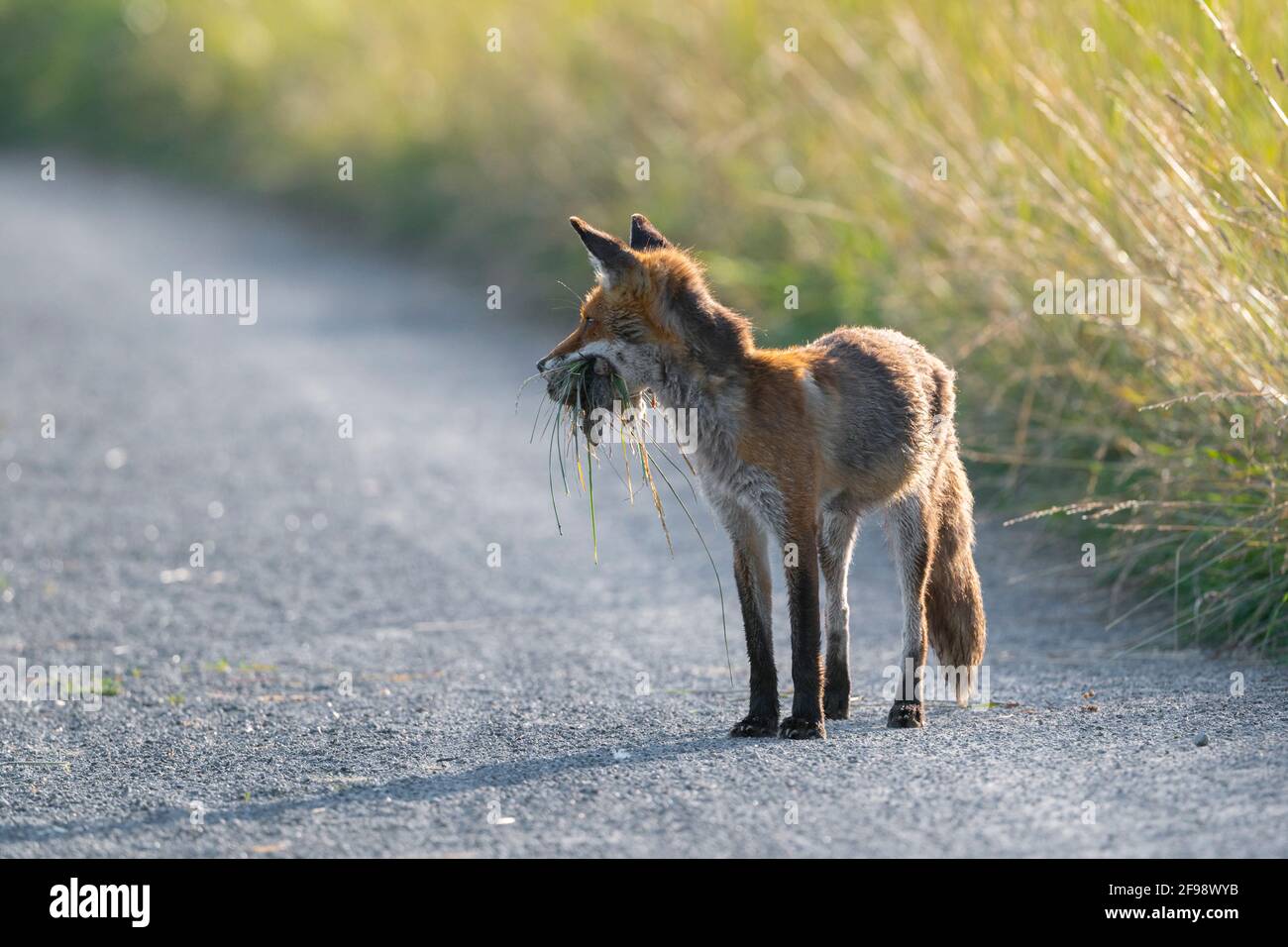 Red fox (Vulpes vulpes) with mice in its mouth on a path, June, Hesse ...