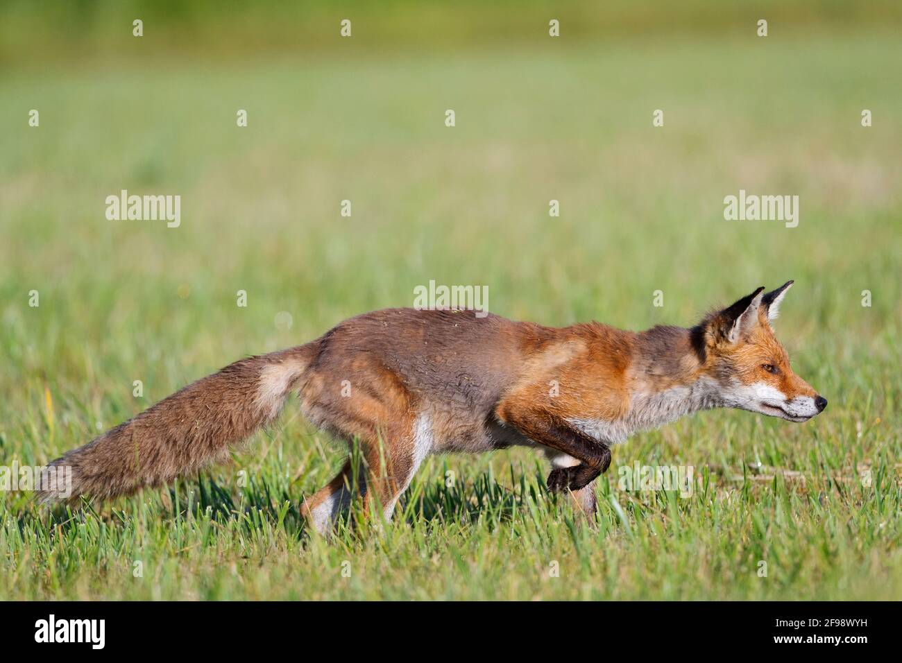 Red fox vulpes vulpes hunting for mice in a meadow hi-res stock ...