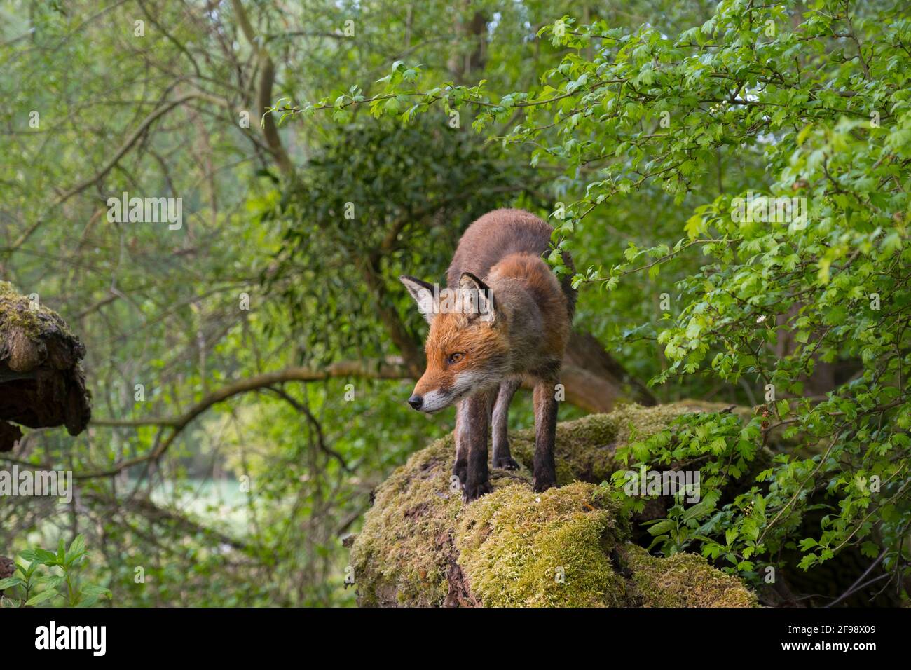 Red Fox Vulpes Vulpes On An Old Tree Trunk High Resolution Stock ...